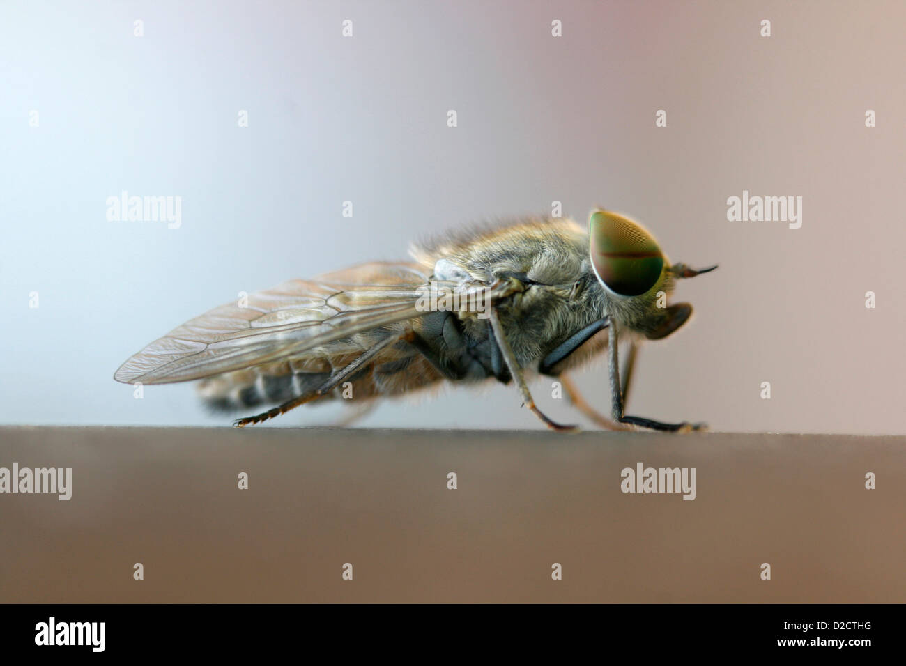 Tabanidae hi-res stock photography and images - Alamy