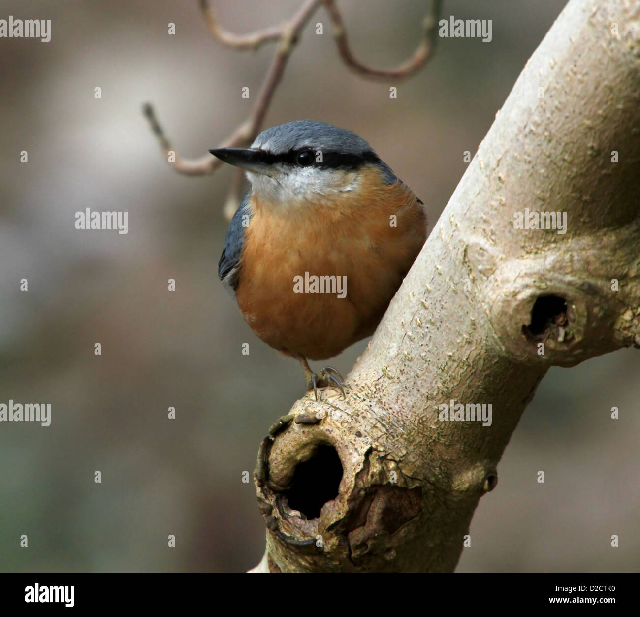 European nuthatch ( Sitta europaea) posing on a branch while foraging ...