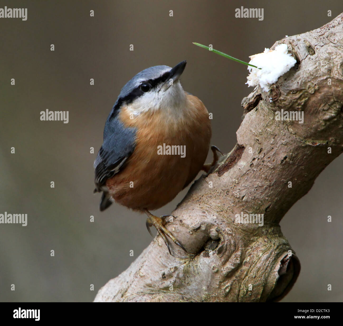 European nuthatch ( Sitta europaea) posing on a branch while foraging ...