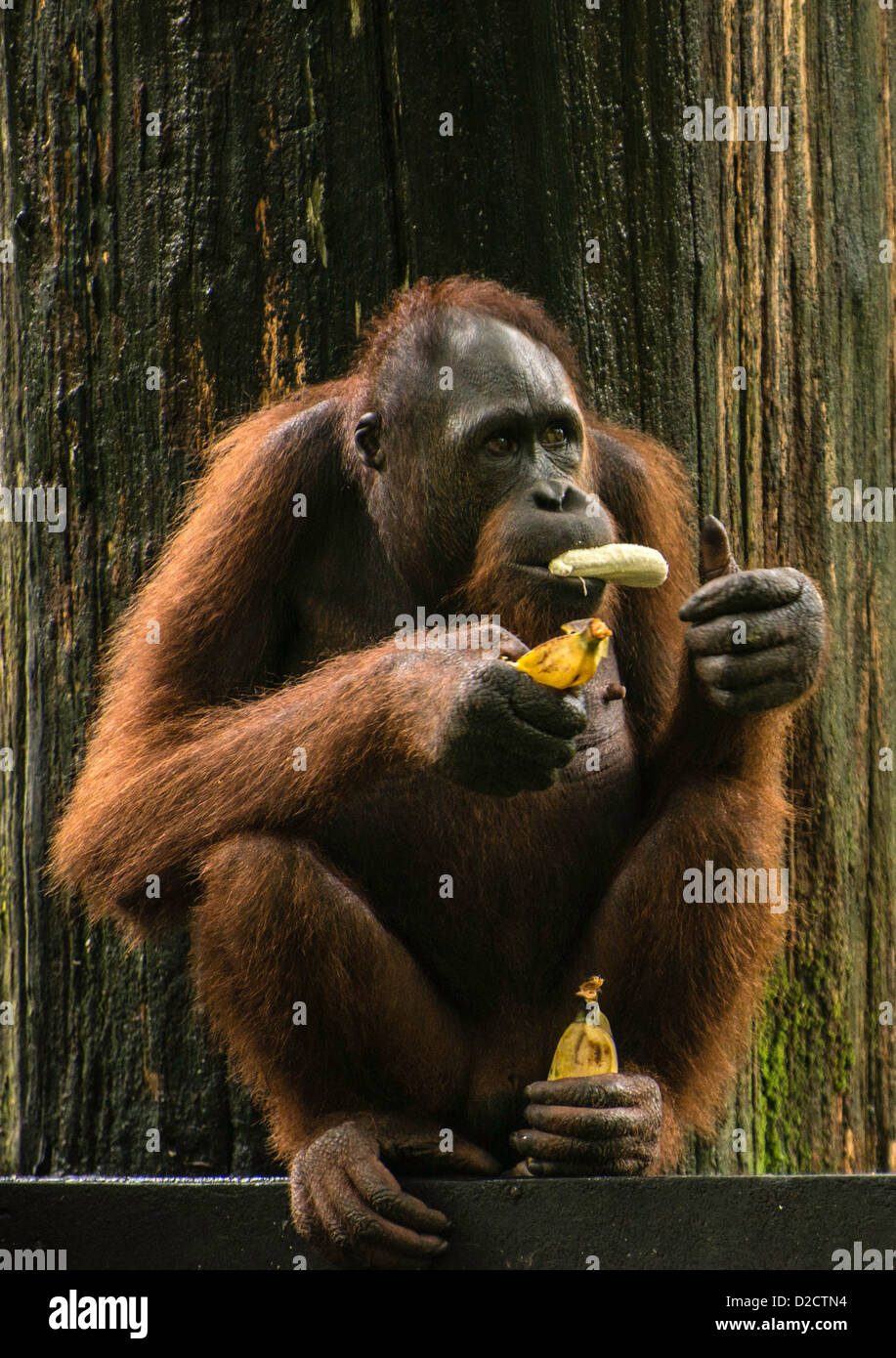 Orangutan Eating Banana