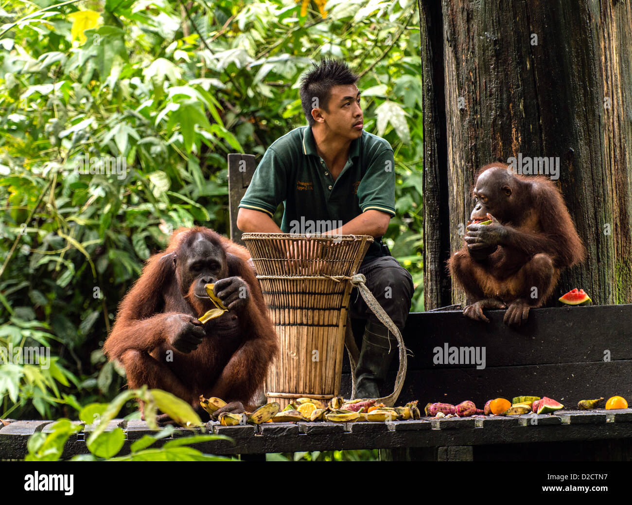 Sepilok orangutan sanctuary sabah malaysia hi-res stock photography and ...