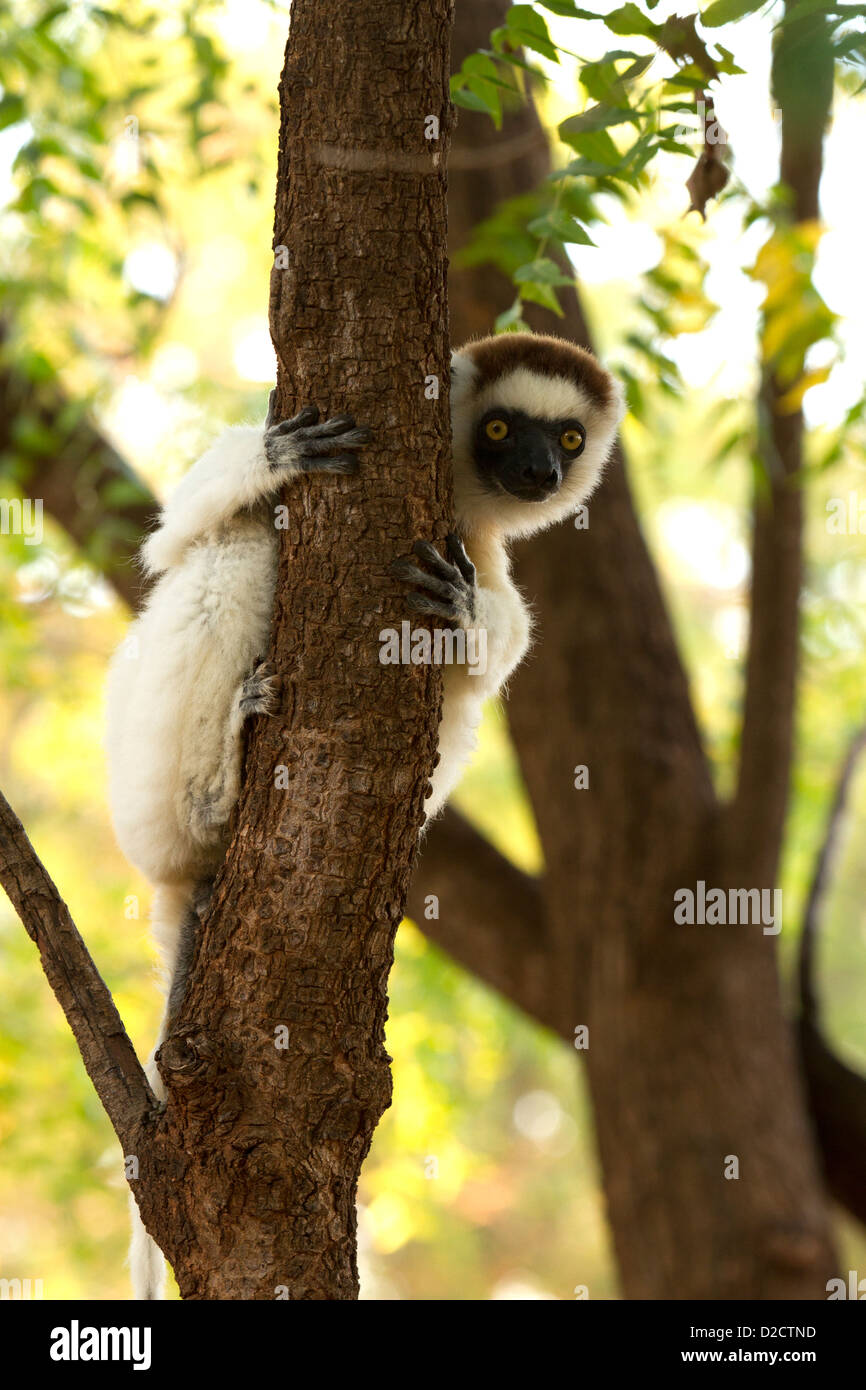 Verreaux's Sifaka, (Propithecus verreauxi) sitting in a tree Stock ...