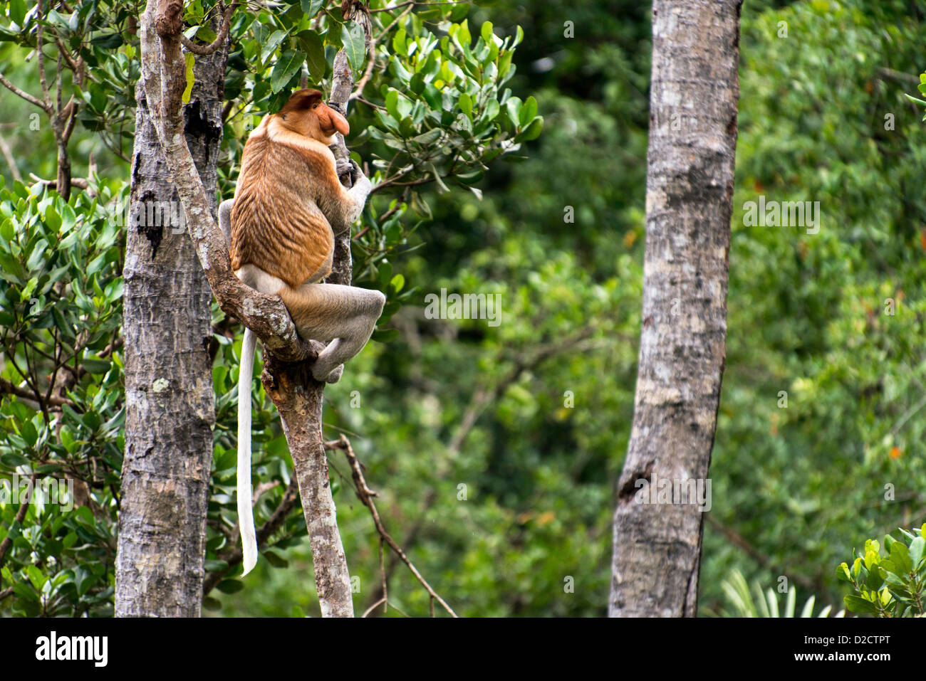 Proboscis monkey (Nasalis larvatus) or long-nosed monkey on a tree ...