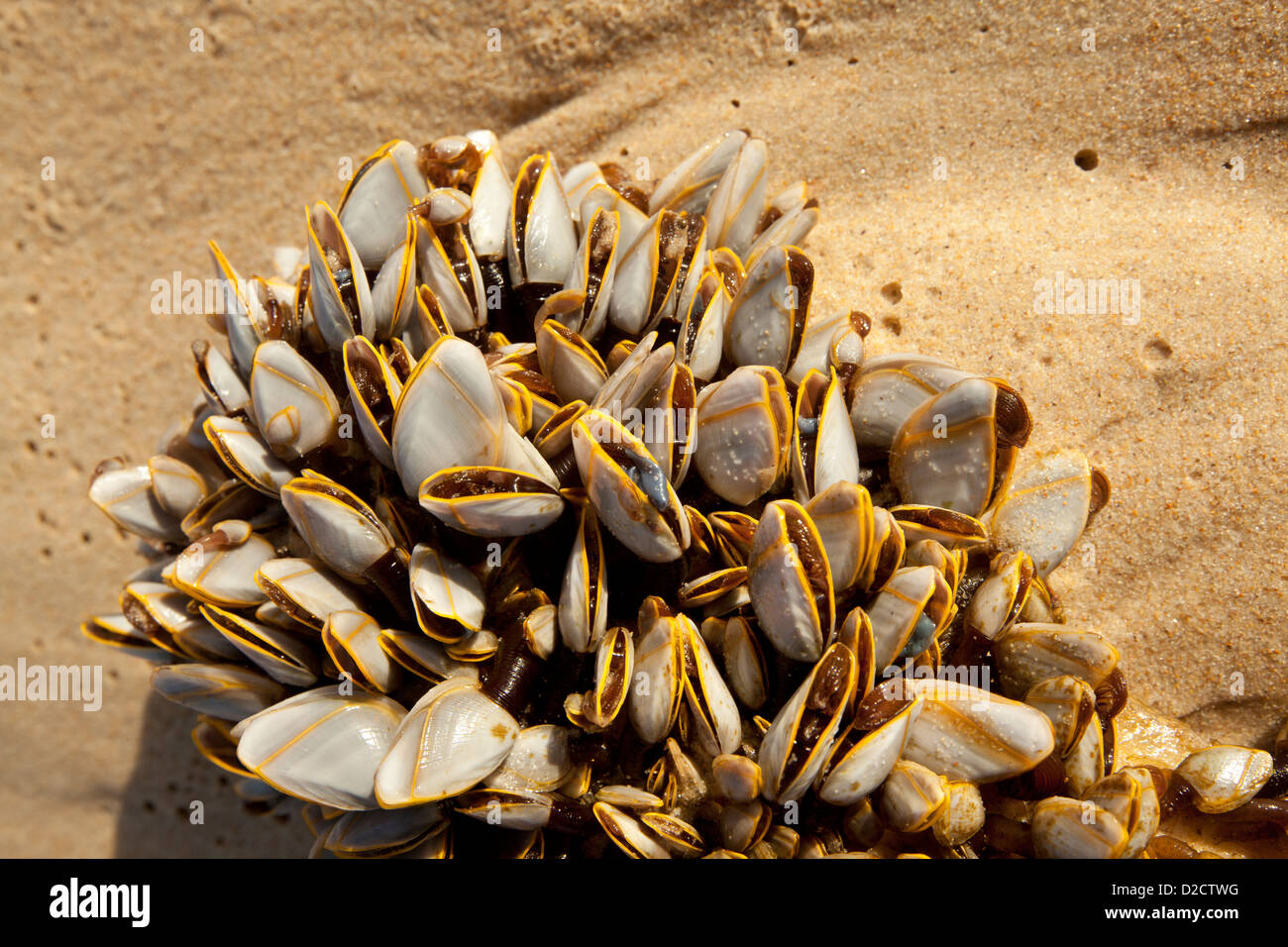 Gooseneck barnacles hi-res stock photography and images - Alamy