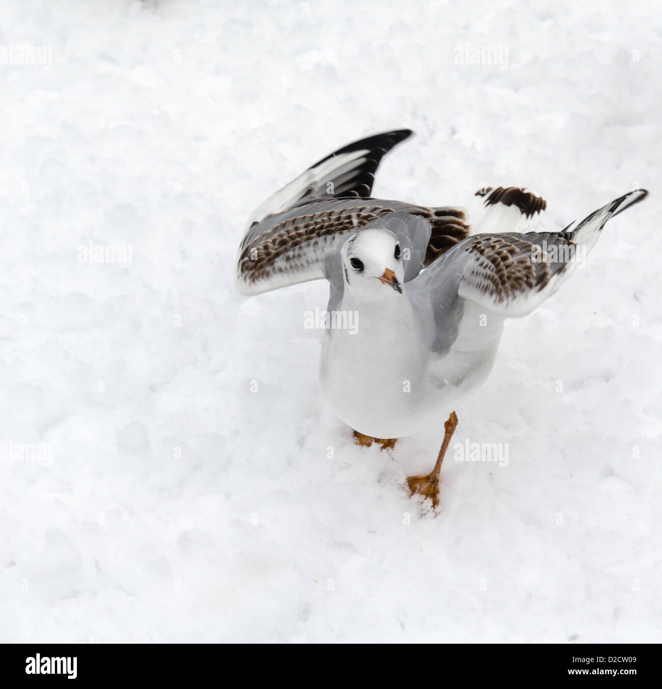 White bird hi-res stock photography and images - Alamy