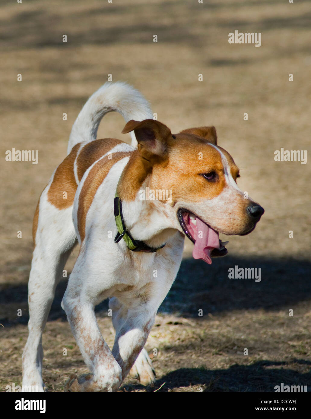 Dog running fast Stock Photo - Alamy