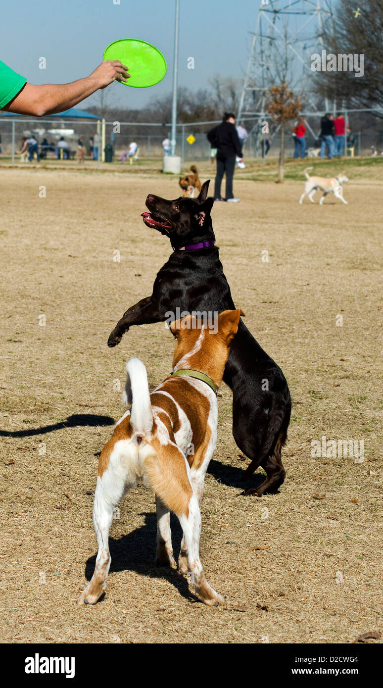 Dogs jumping for sports disc at dog park Stock Photo - Alamy