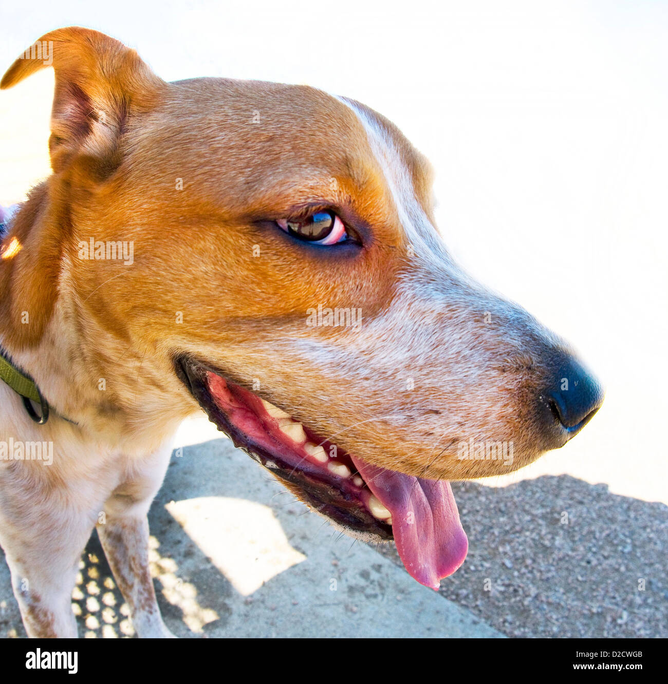 Big Headed Dog Stock Photo - Alamy