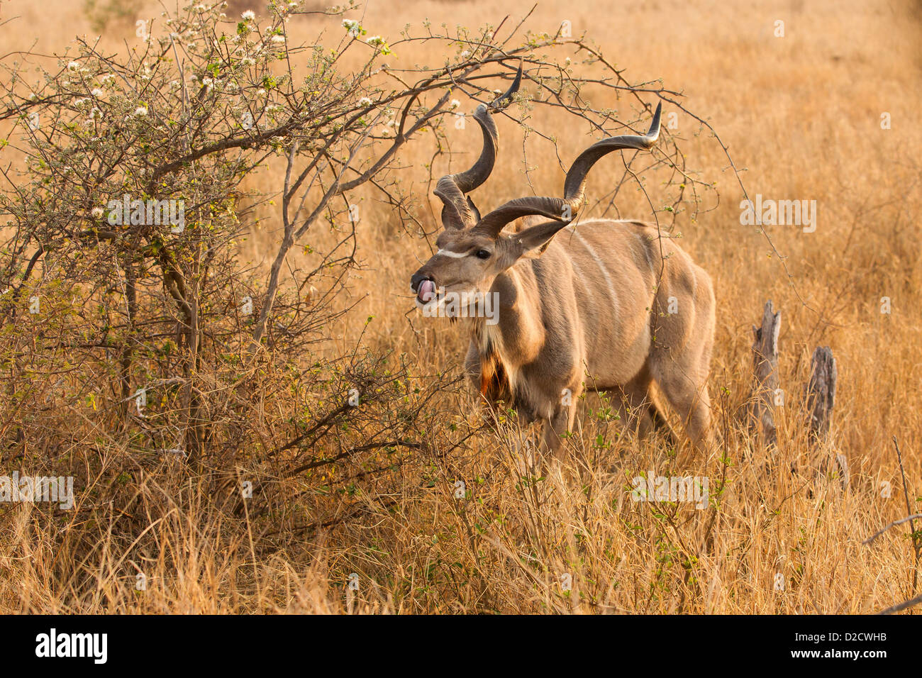 Male Greater Kudu feeding on flowers and shrubs in the early morning ...