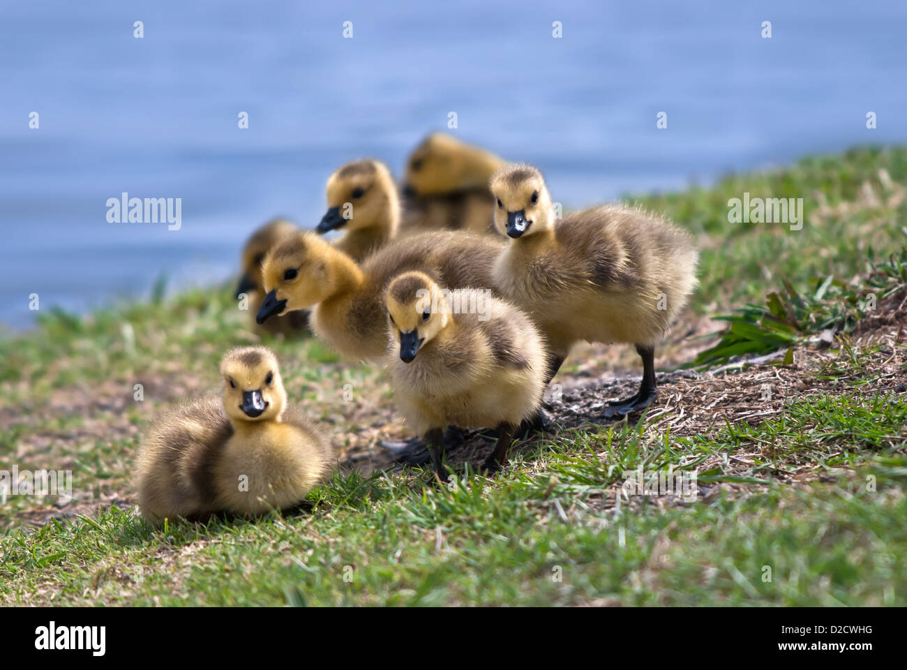 Gosling goose bird hi-res stock photography and images - Alamy
