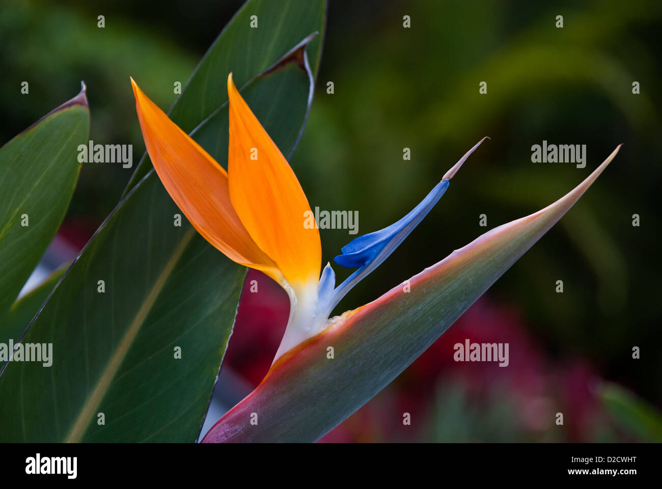 Colorful Bird of Paradise (Strelitzia) flower Stock Photo - Alamy