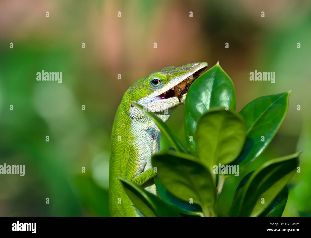 Lizard eating insect hi-res stock photography and images - Alamy
