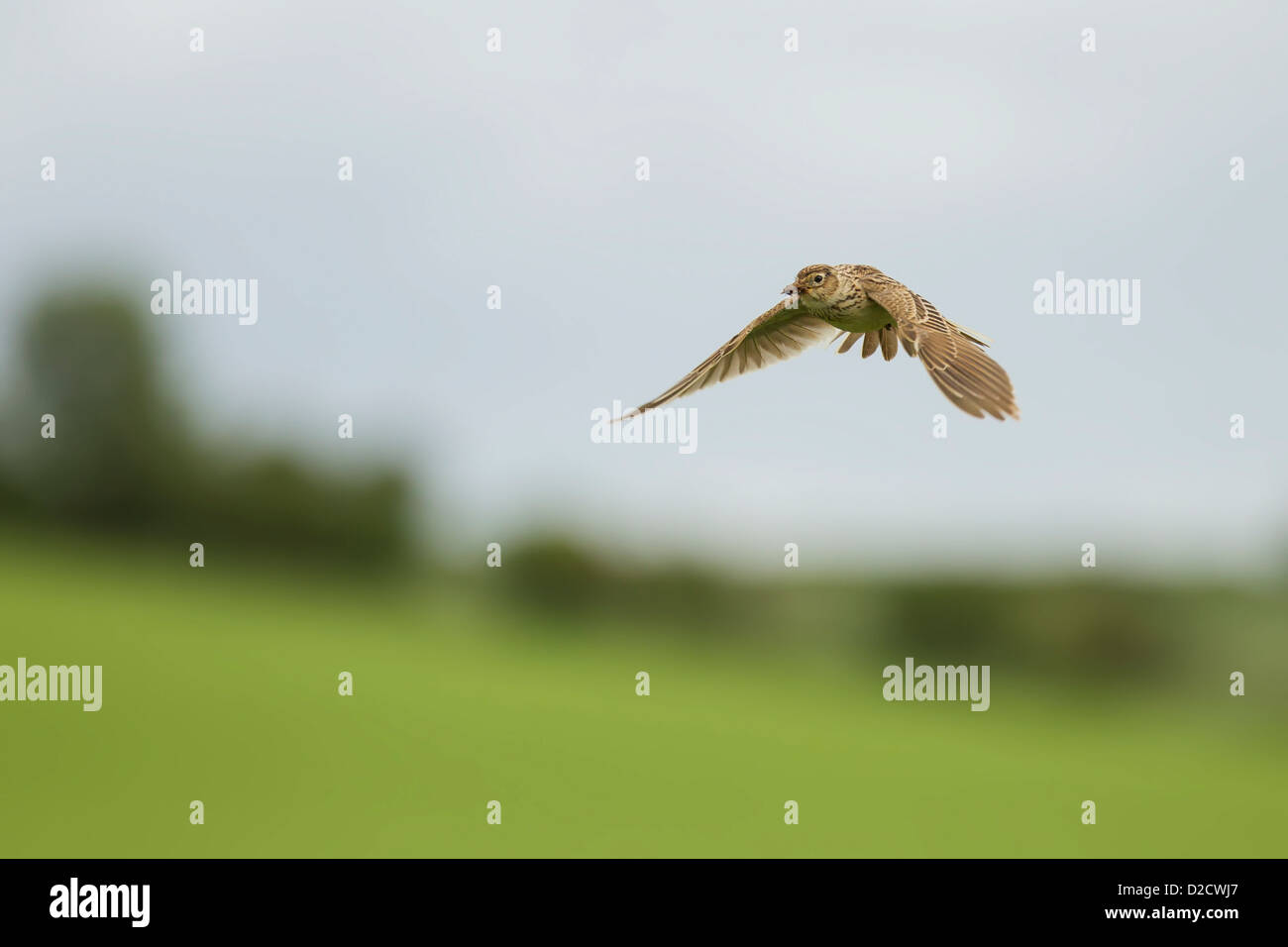 Skylark flying hi-res stock photography and images - Alamy