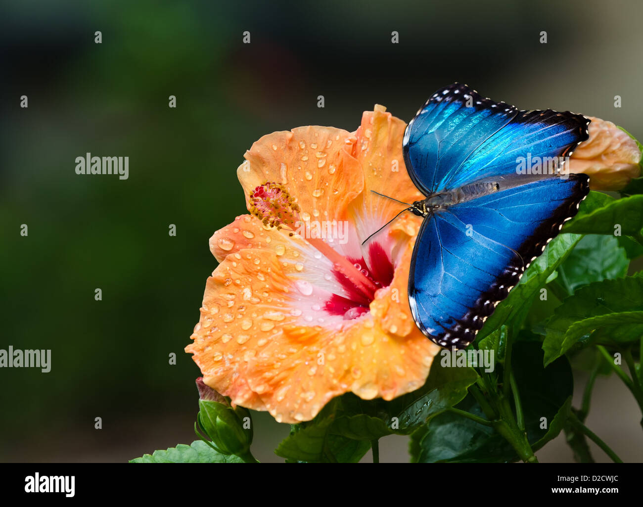 Blue Morpho butterfly (Morpho peleides) on yellow orange hibiscus ...