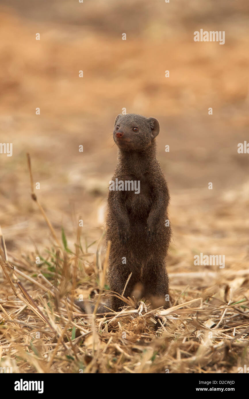Common dwarf mongoose standing on hind legs to survey surroundings and ...