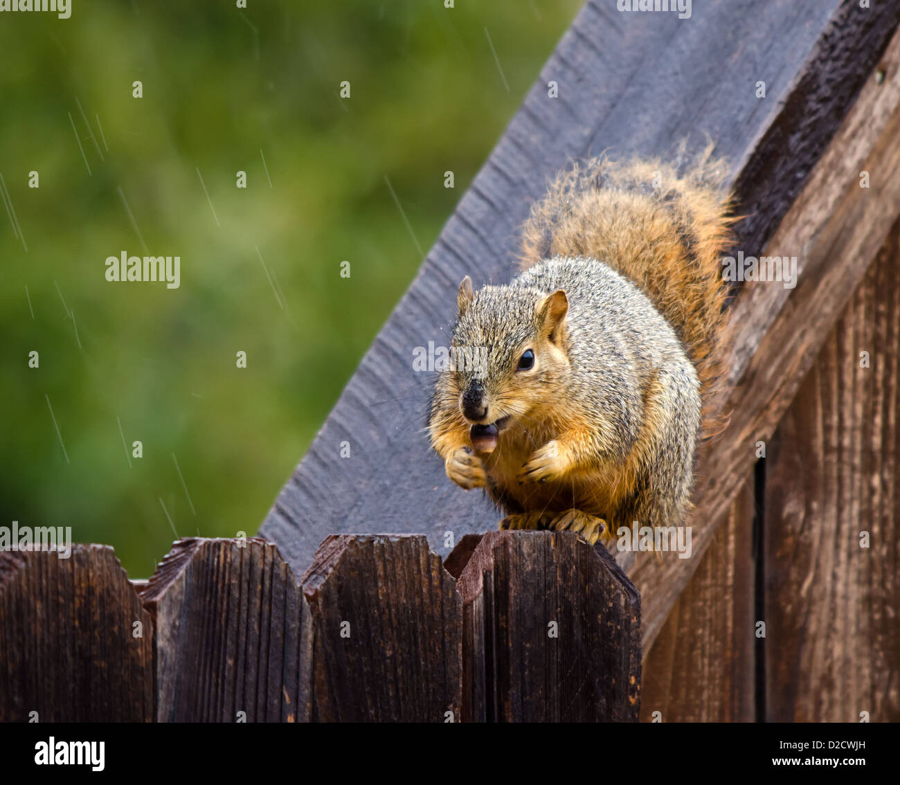 Squirrel holding nut hi-res stock photography and images - Alamy