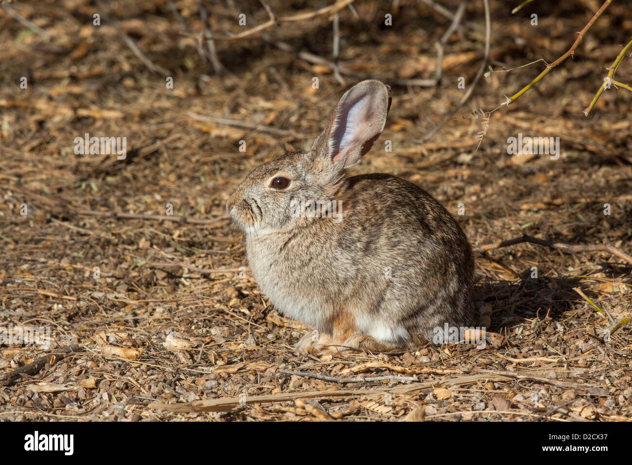 Desert Cottontail Sylvilagus audubonii Gilbert, Maricopa County ...
