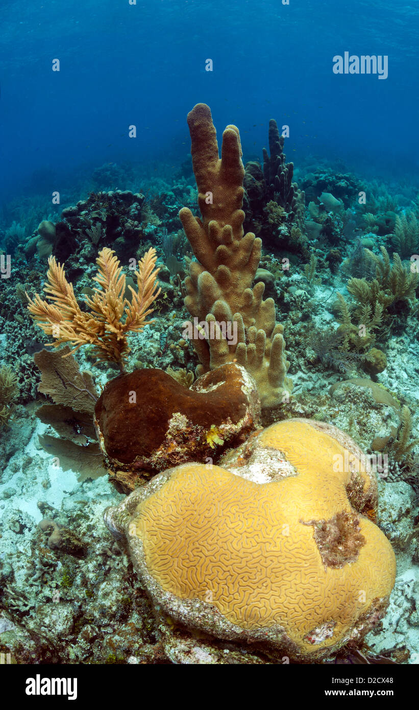 Pillar coral (Dendrogyra cylindricus) underwater with brain coral Stock ...