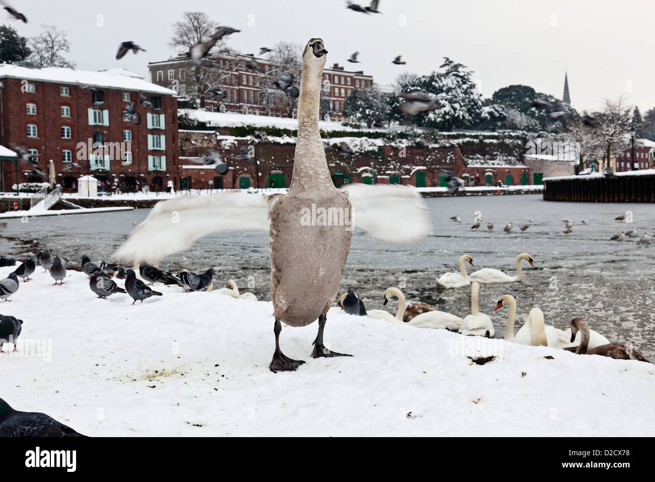 A trumpeter swan spreading its wings on a snowy riverbank in Exeter ...