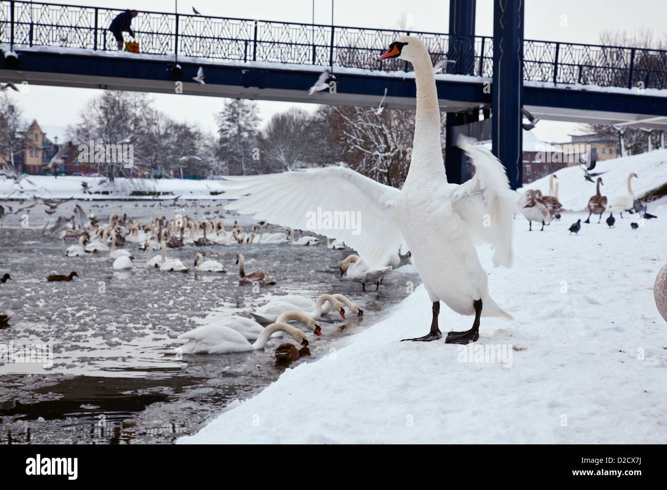 A mute swan spreading its wings on a snowy riverbank in Exeter, Devon ...
