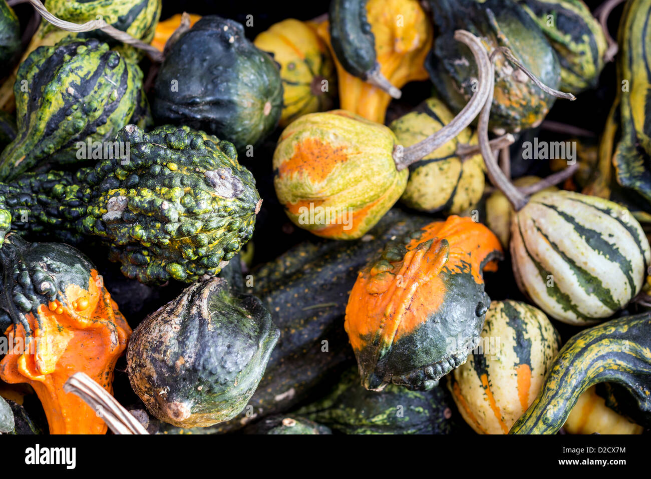Family cucurbitaceae hi-res stock photography and images - Alamy