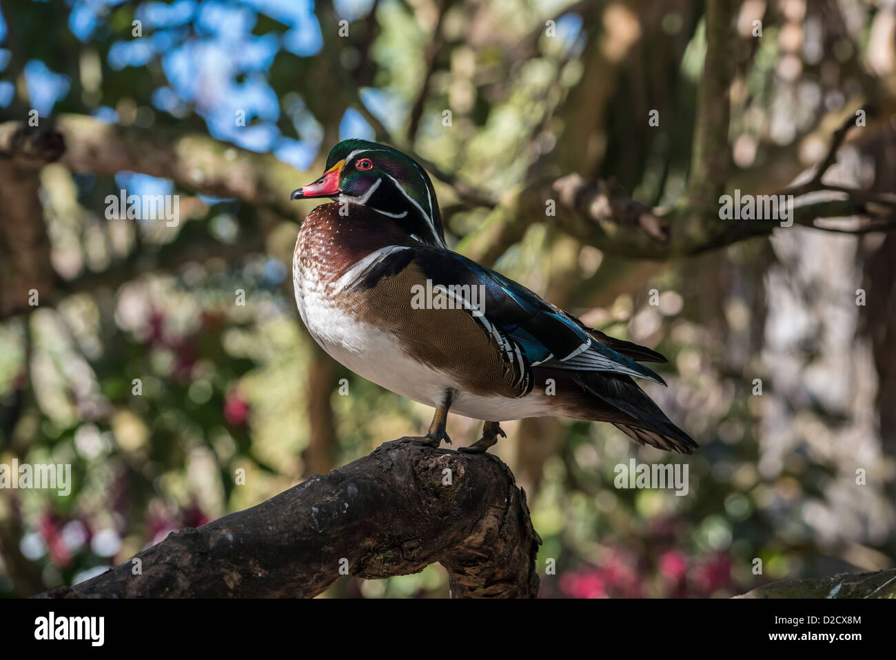 The Wood Duck or Carolina Duck (Aix sponsa)perched in tree in Florida ...
