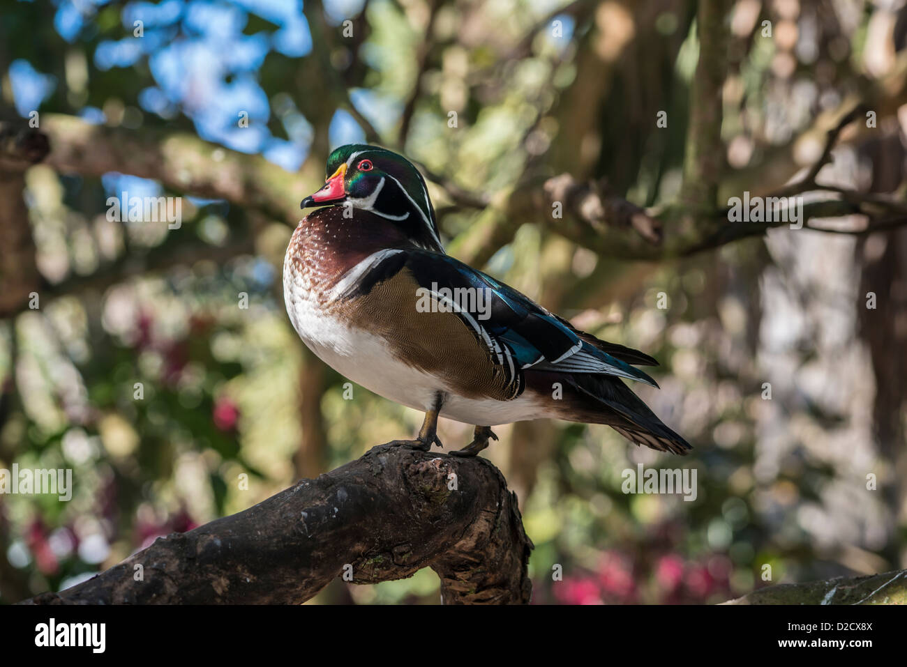 The Wood Duck or Carolina Duck (Aix sponsa)perched in tree in Florida ...