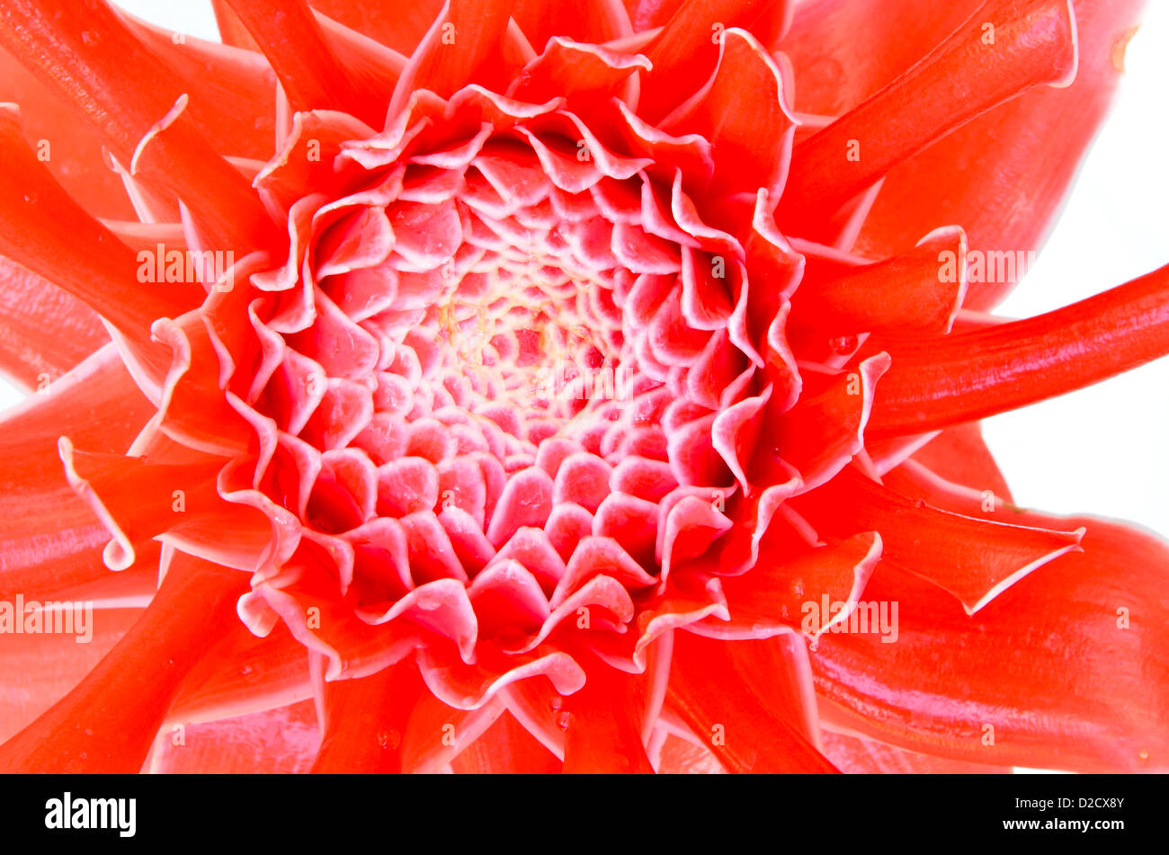 Nicolaia elatior close up Stock Photo - Alamy