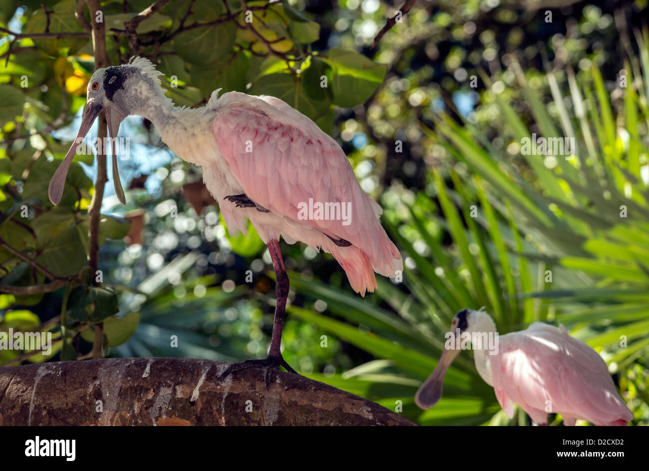 Roseate Spoonbill (Platalea ajaja or Ajaia ajaja)perched in a tree in ...