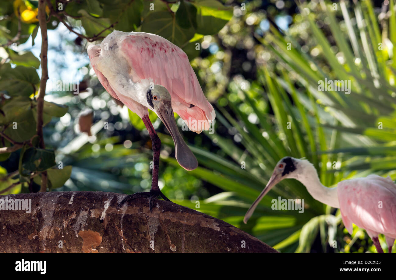 Roseate Spoonbill (Platalea ajaja or Ajaia ajaja)perched in a tree in ...