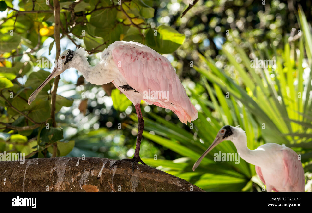 Roseate Spoonbill (Platalea ajaja or Ajaia ajaja)perched in a tree in ...