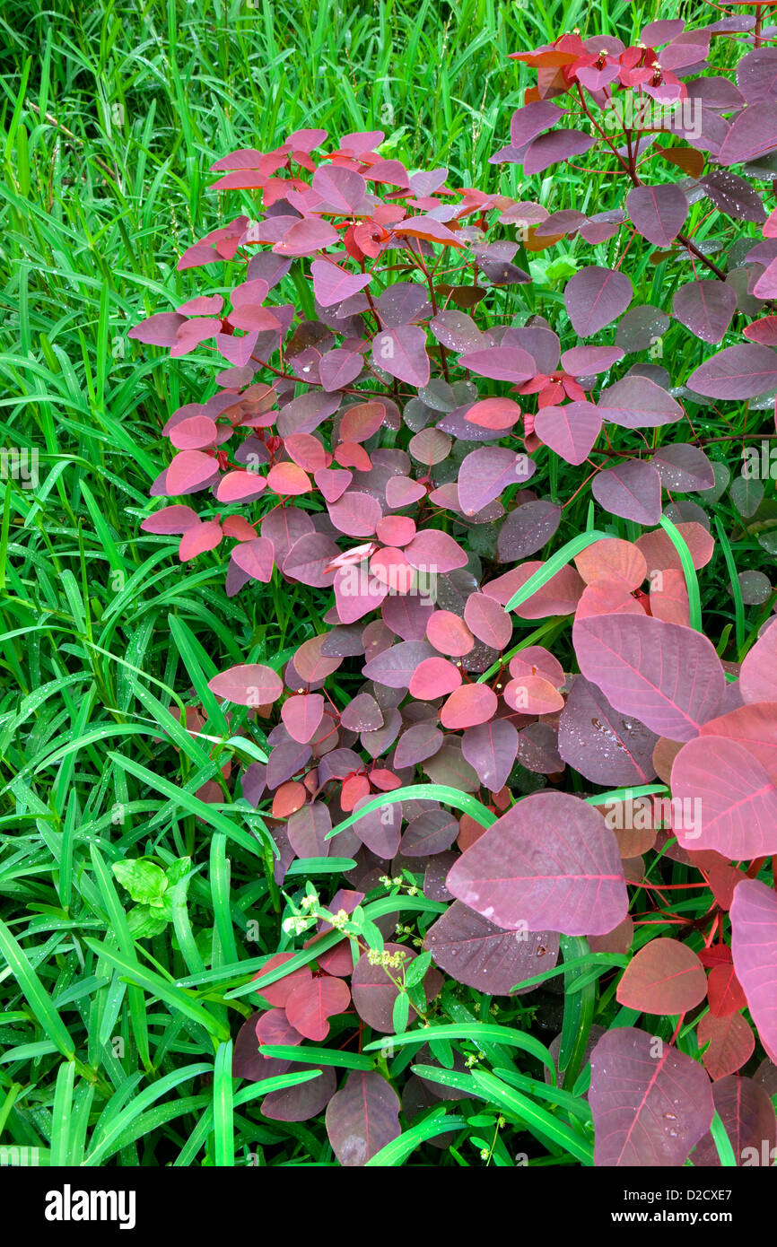 Vegetations vegetation hi-res stock photography and images - Alamy
