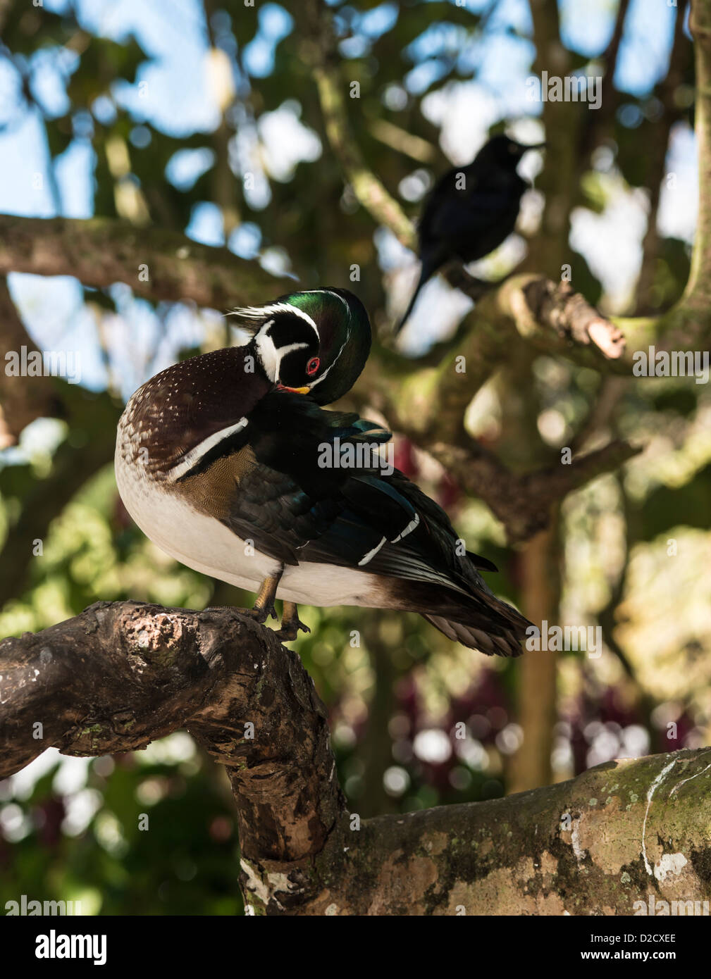 The Wood Duck or Carolina Duck (Aix sponsa)perched in tree in Florida ...