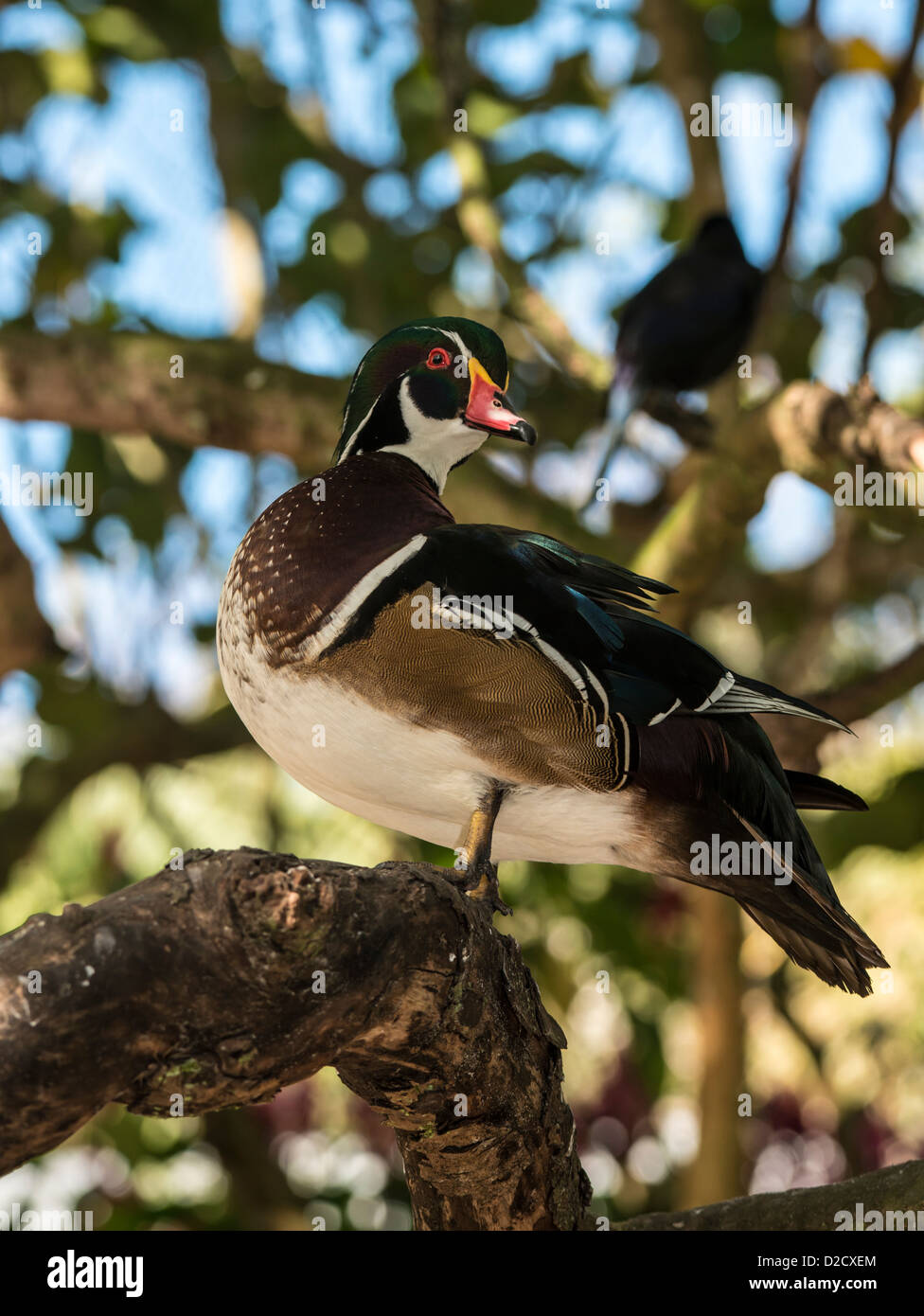 The Wood Duck or Carolina Duck (Aix sponsa)perched in tree in Florida ...