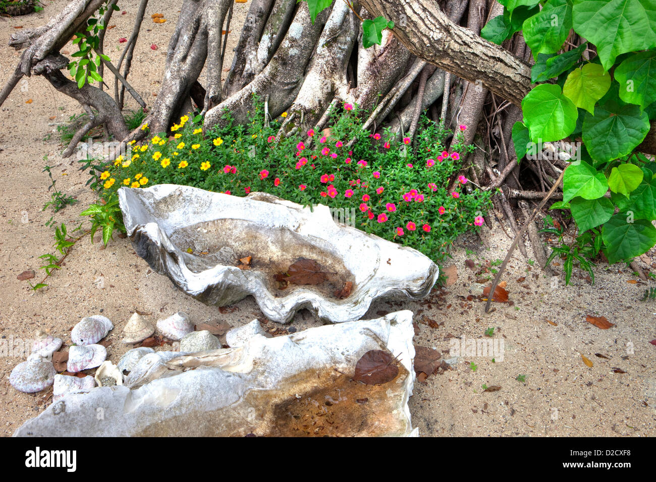 Vegetation and Shells, Tanna Island, Vanuatu, South Pacific Stock Photo ...