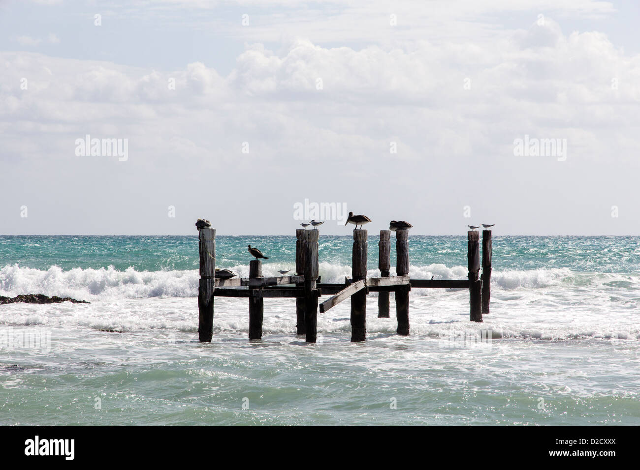 Seabirds perch on an old wooden dock structure, Riviera Maya, Mexico ...