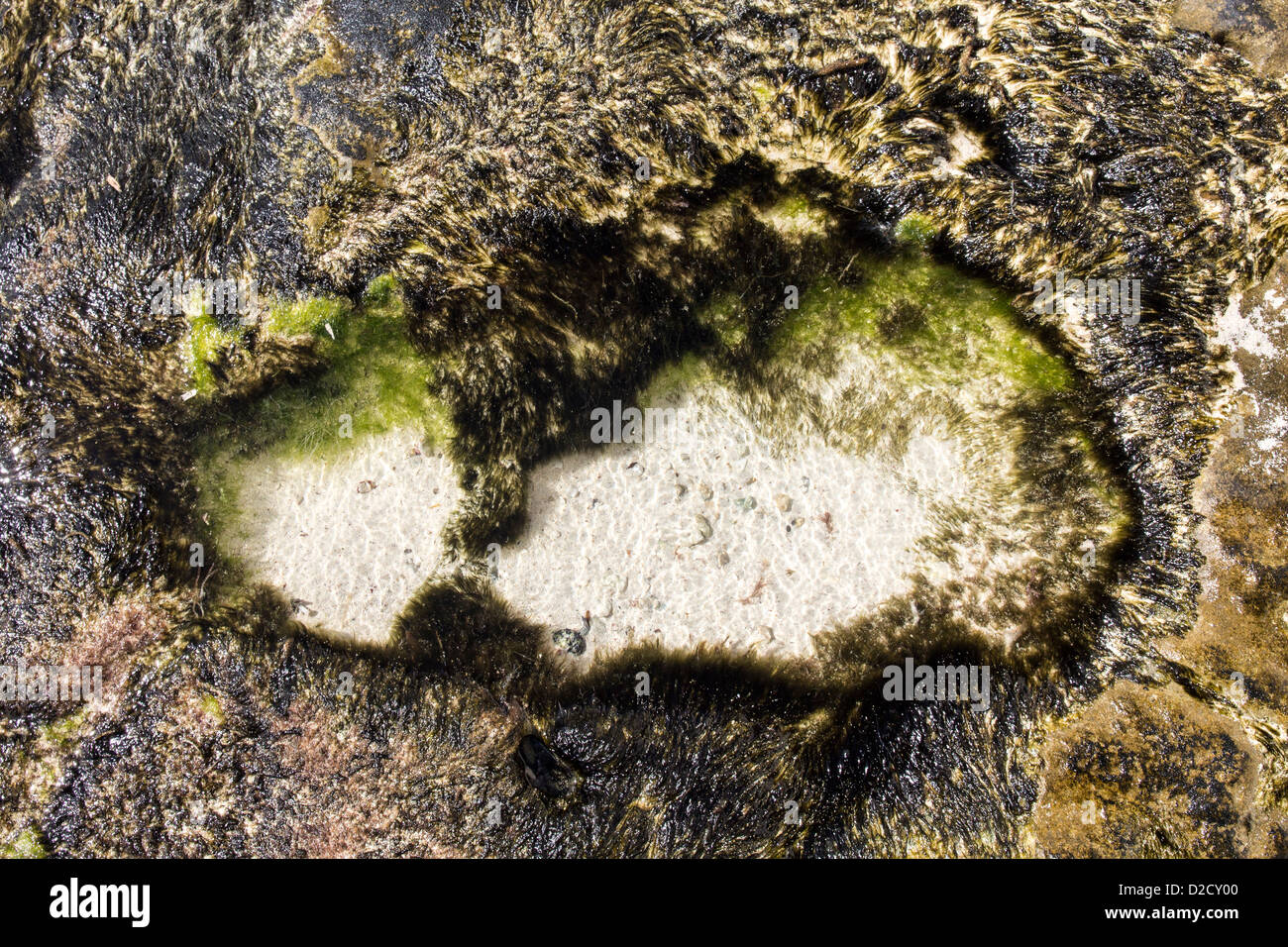 Tide pool seaweed hi-res stock photography and images - Alamy