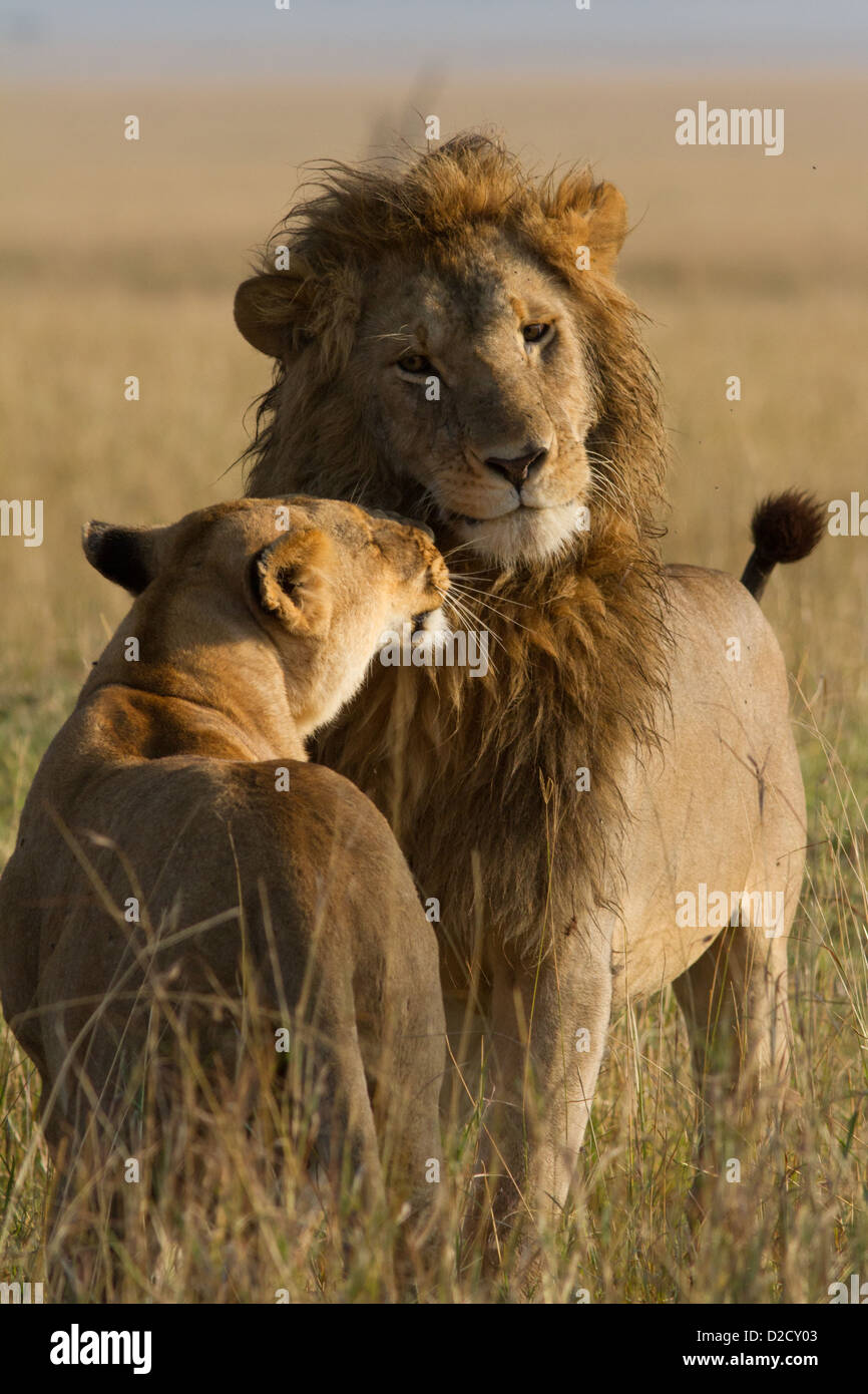 Lioness greeting hi-res stock photography and images - Alamy