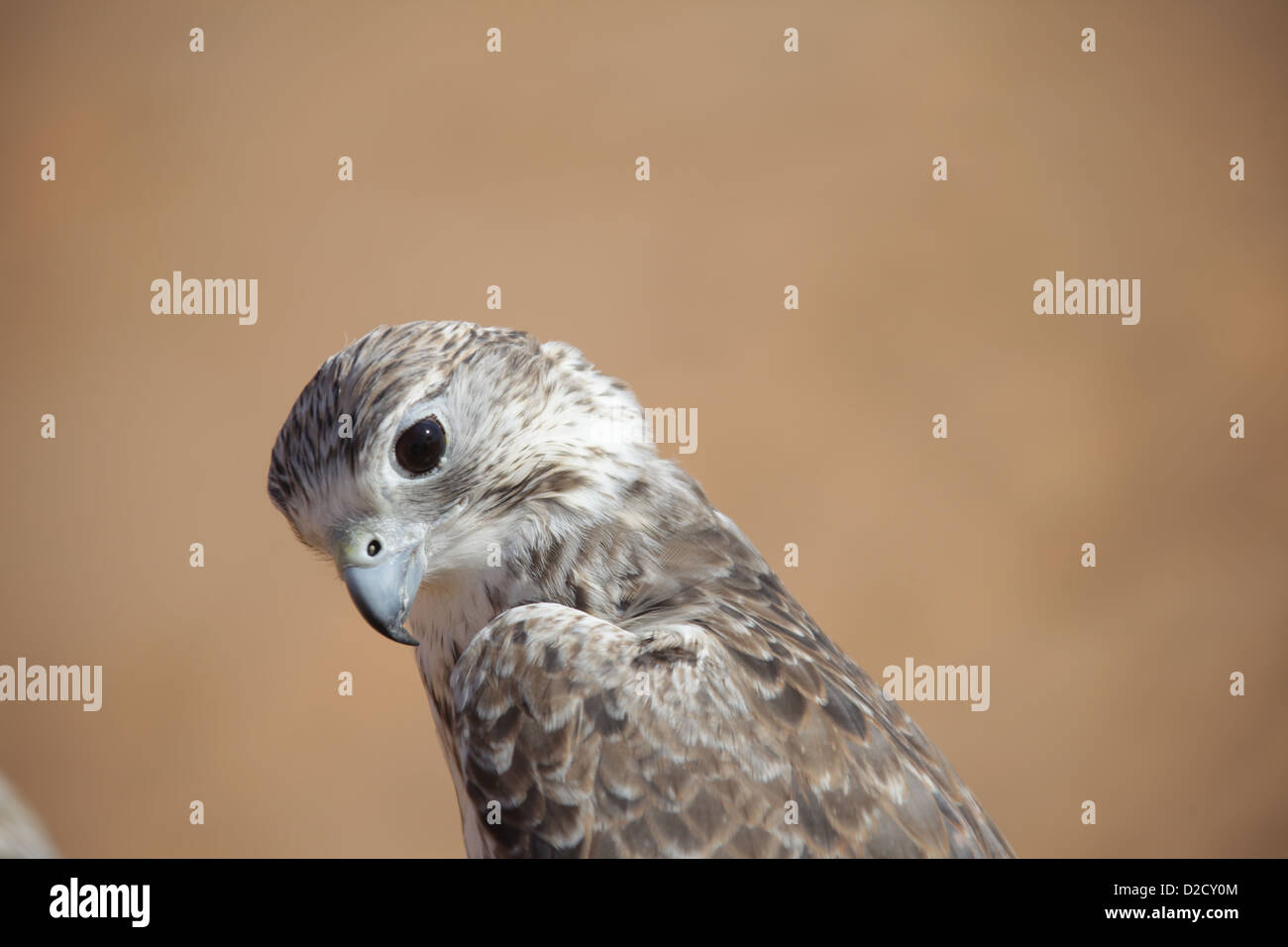 Father bird hi-res stock photography and images - Alamy