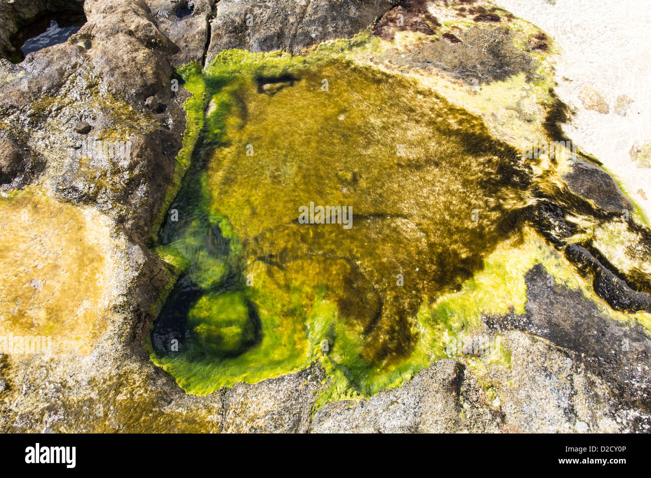 Seaweed tide hi-res stock photography and images - Alamy