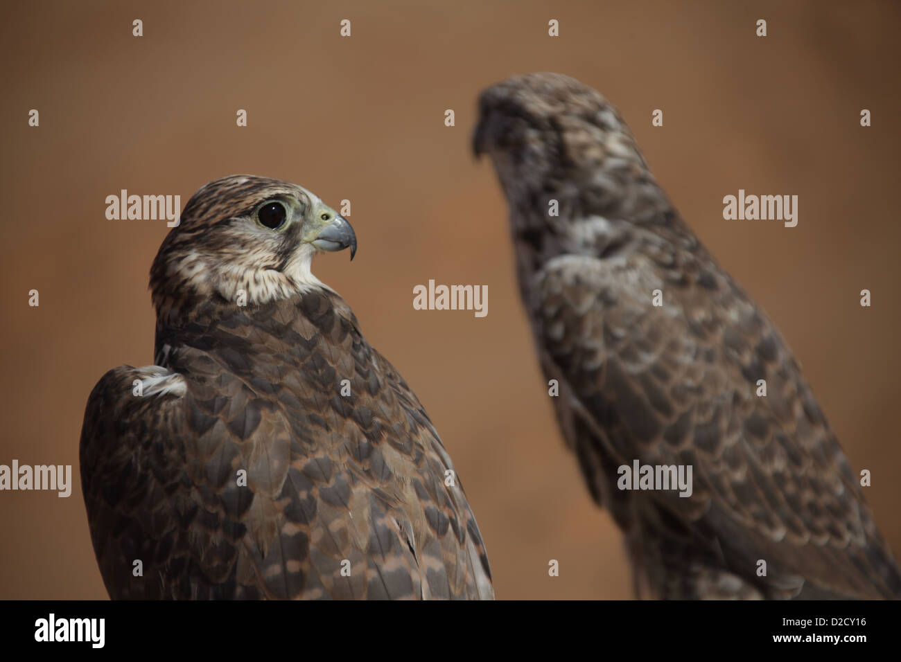 Father bird hi-res stock photography and images - Alamy