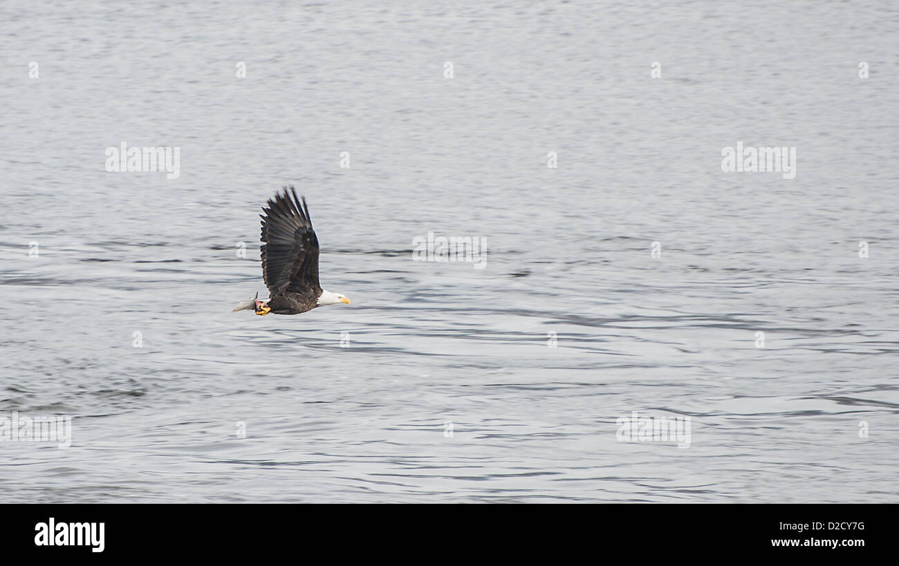 Side view of bird in flight hi-res stock photography and images - Alamy