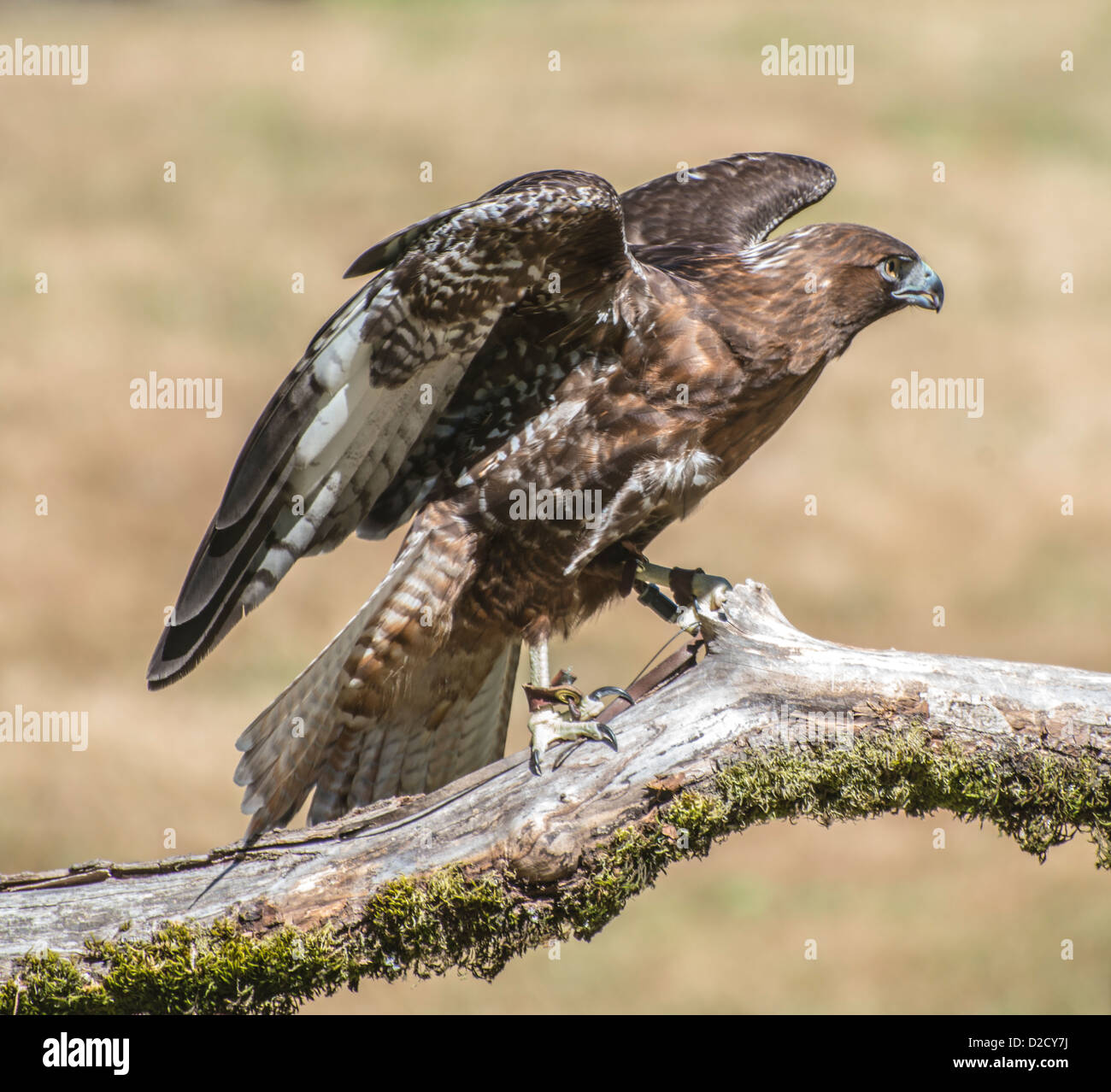 Standing Hawk Wallpaper Wild Bird Fund | She's On Her Feet Now, But