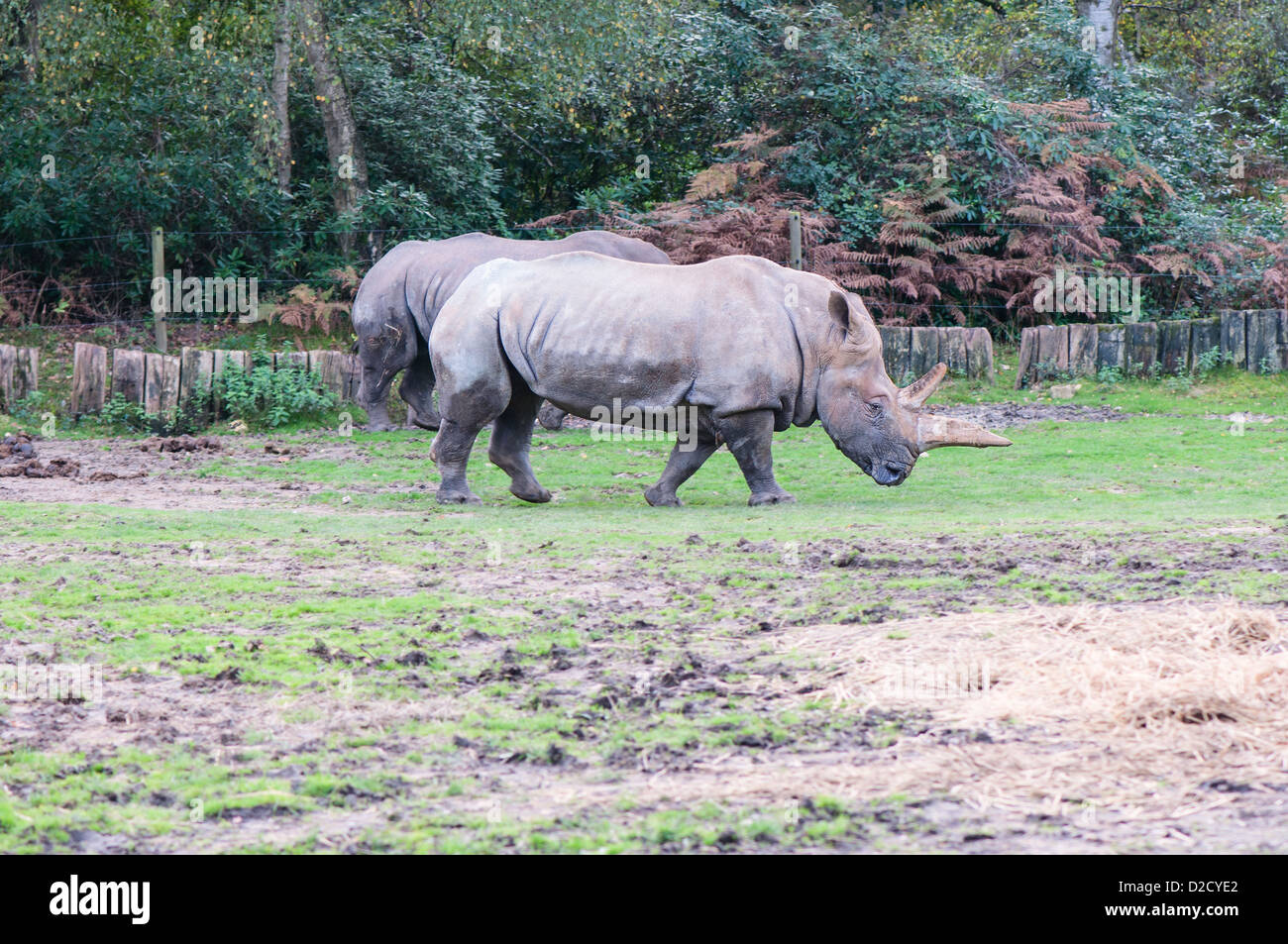 Horned animal hi-res stock photography and images - Alamy