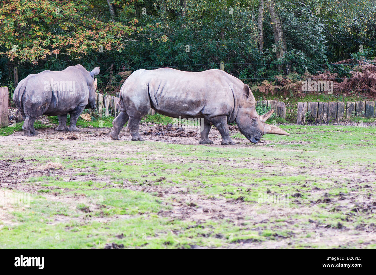 Two horned rhinoceros hi-res stock photography and images - Alamy