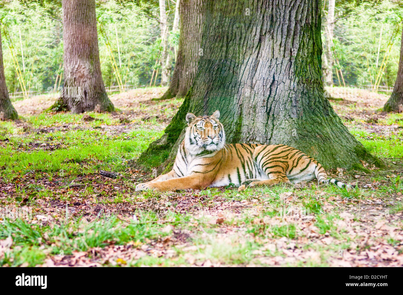 Tiger laying hi-res stock photography and images - Alamy