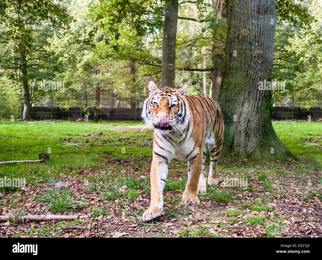 Tiger licks his lips Stock Photo - Alamy