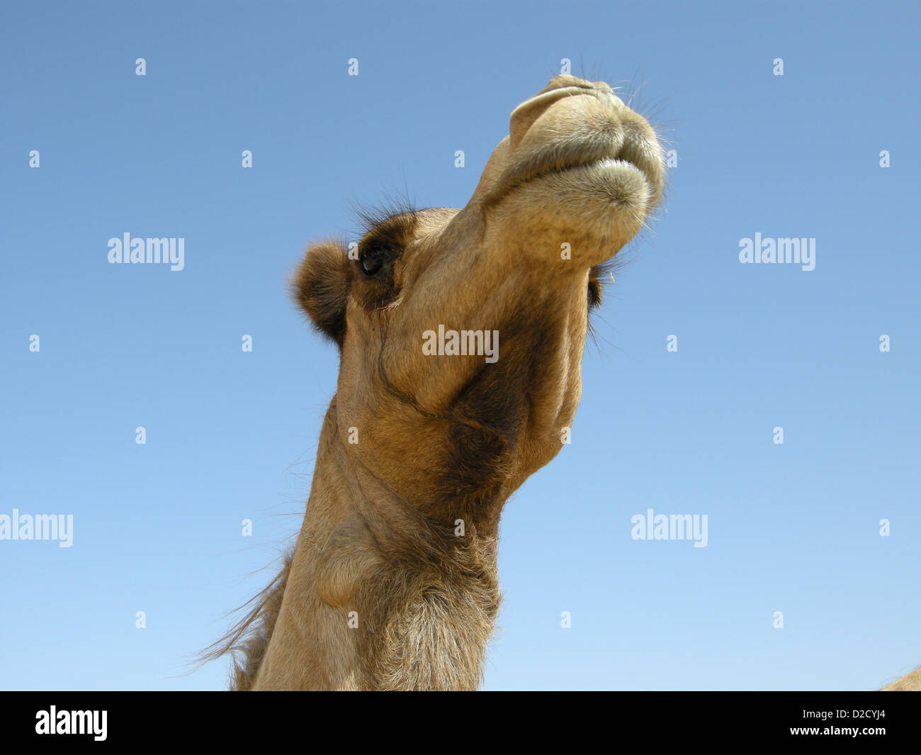 Arabian camel hi-res stock photography and images - Alamy