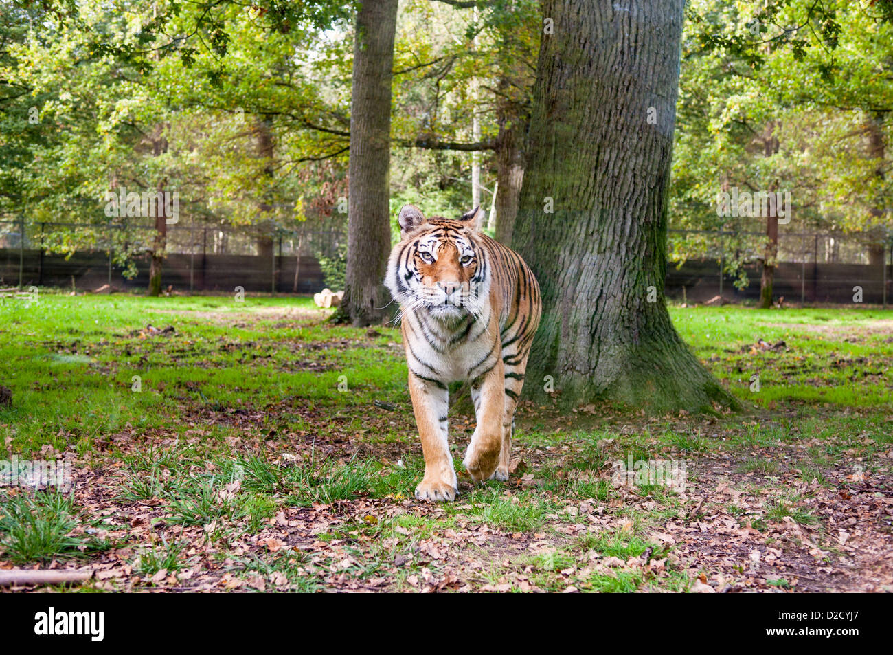Tiger walking hi-res stock photography and images - Alamy