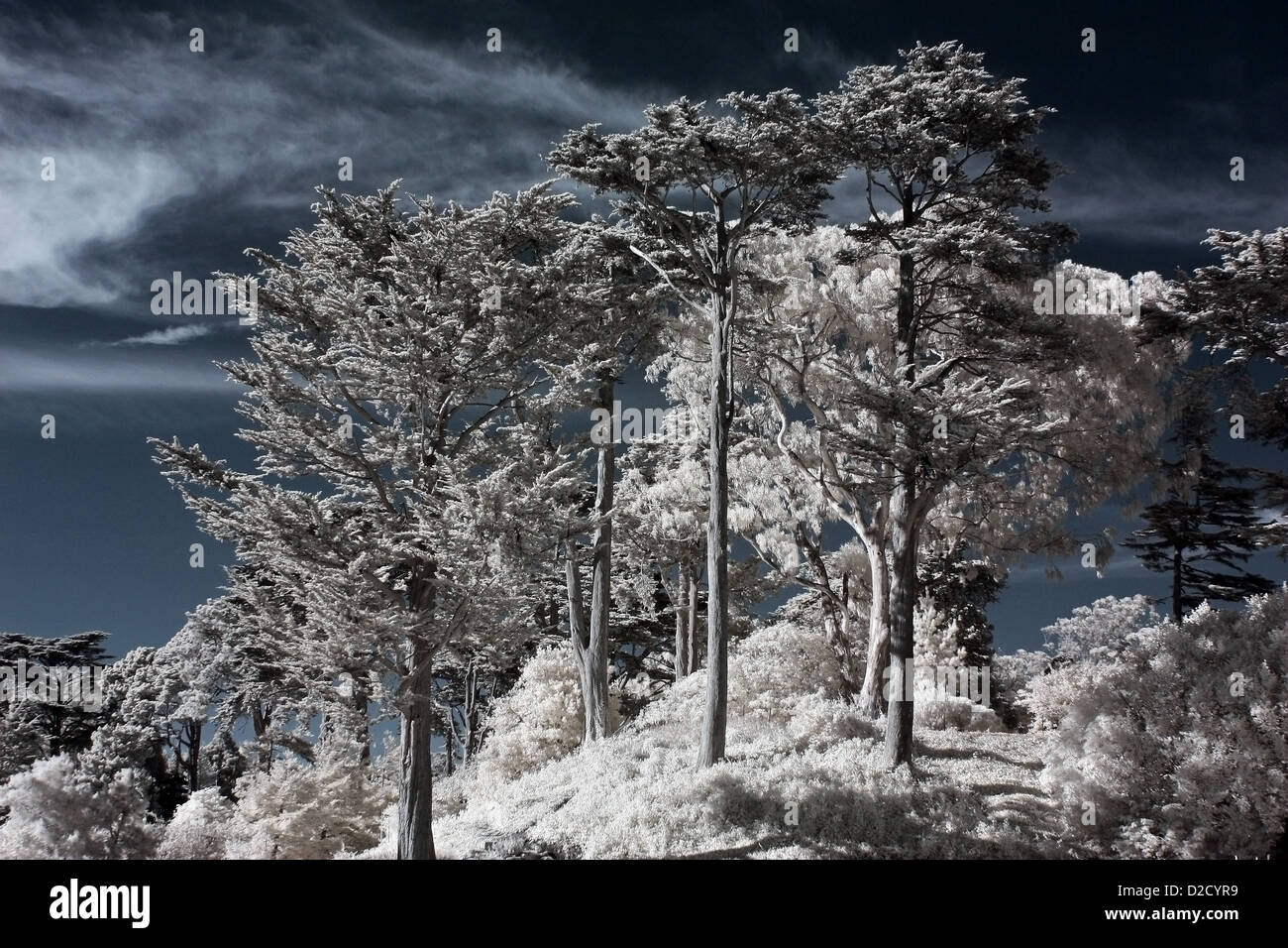 Juniper trees hi-res stock photography and images - Alamy